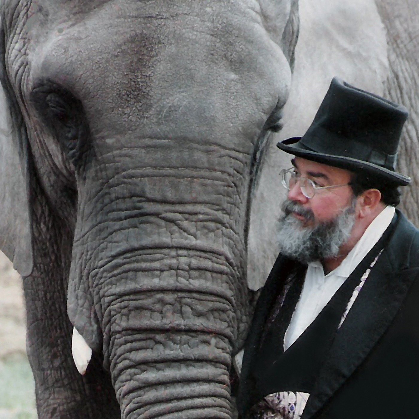 Jang Ja Yeon Elephant